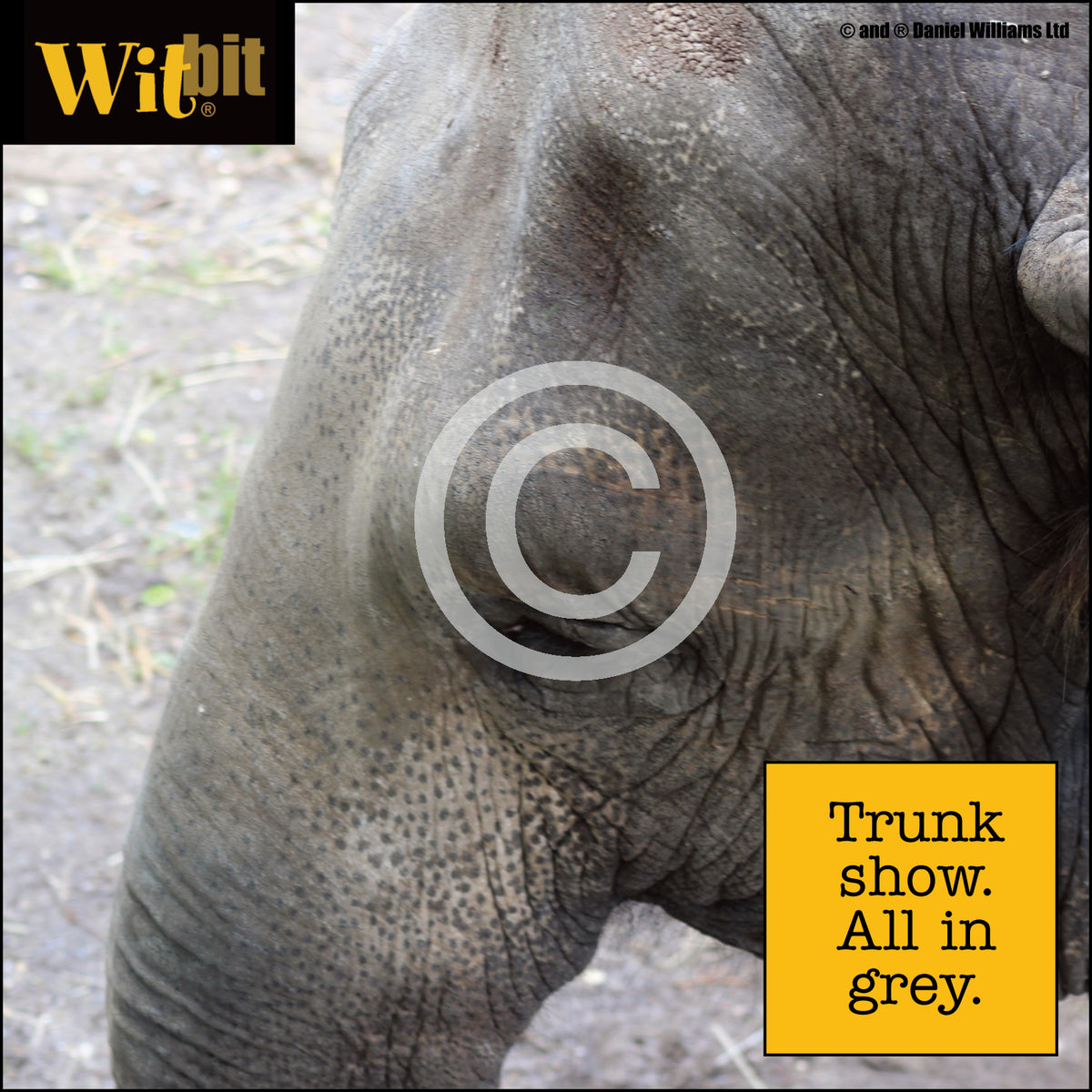 August 7 – Witbit Shop